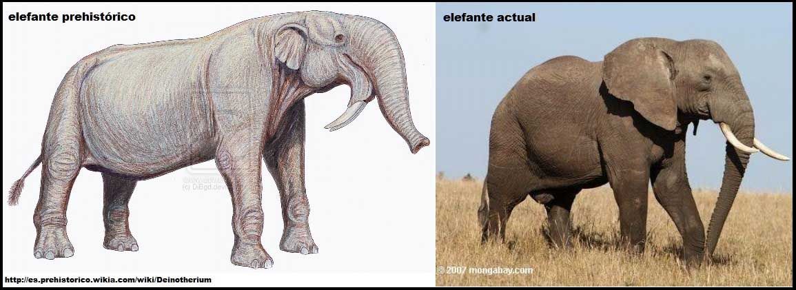 Descubre la Teoría del Transformismo en Biología: Orígenes y ...