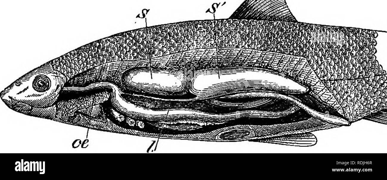 Descubre la Teoría Celular de Max Schultze: La Base de la Biología ...