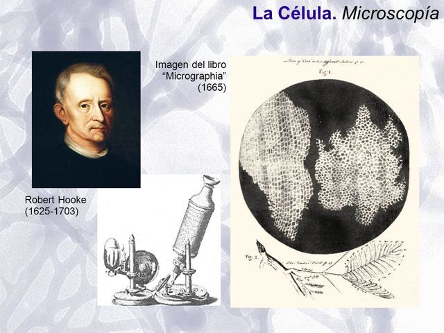 Descubre la revolucionaria teoría celular de Hooke ★ Teoría Online
