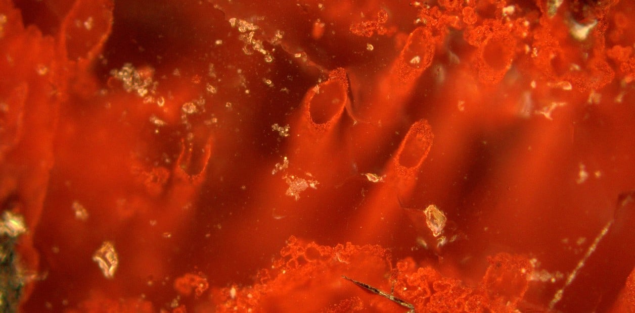 La teoría de Oparin y la formación de coacervados: un viaje al origen ...