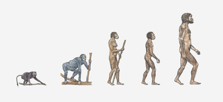 Selección Natural La Teoría De La Evolución De Las Especies Explicada